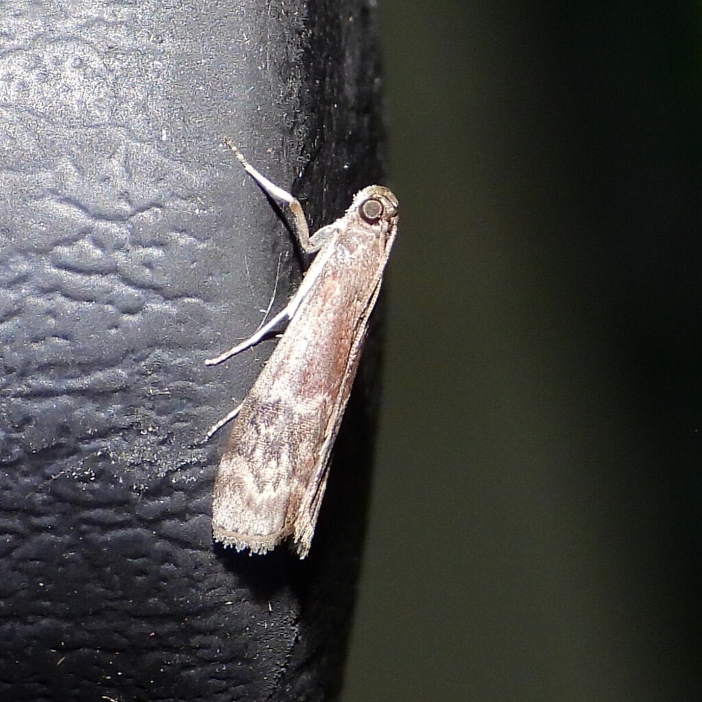 American Plum Borer Moth from 5207 Cambridge Dr, Northport, AL 35473 ...