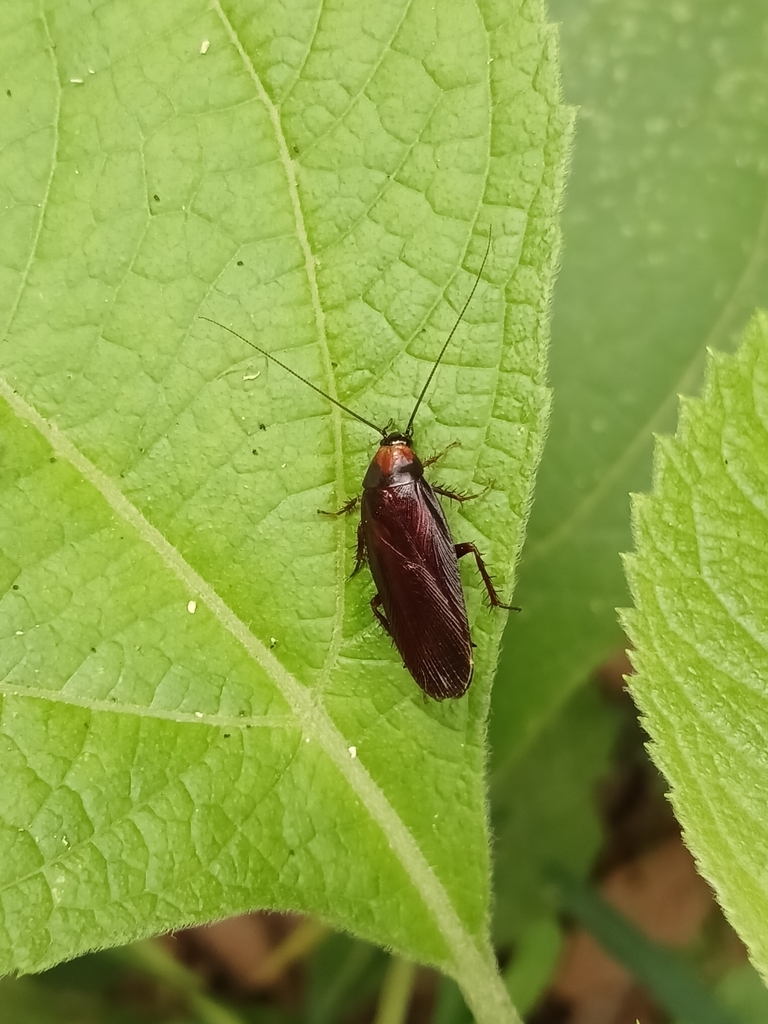 Giant and Wood Cockroaches from 66279 Nuevo Leon, Mexico on May 25 ...