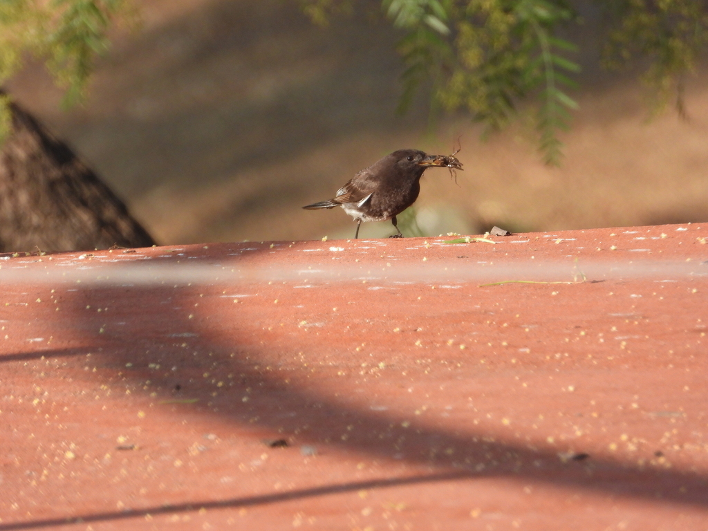 Mountain Chat from Zacatecas, Zac., México on May 25, 2025 at 07:33 AM ...