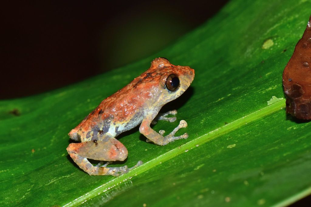 Amazon Rain Frog from Reserva Colonso-Chalupas, zona baja (IKIAM), Tena ...