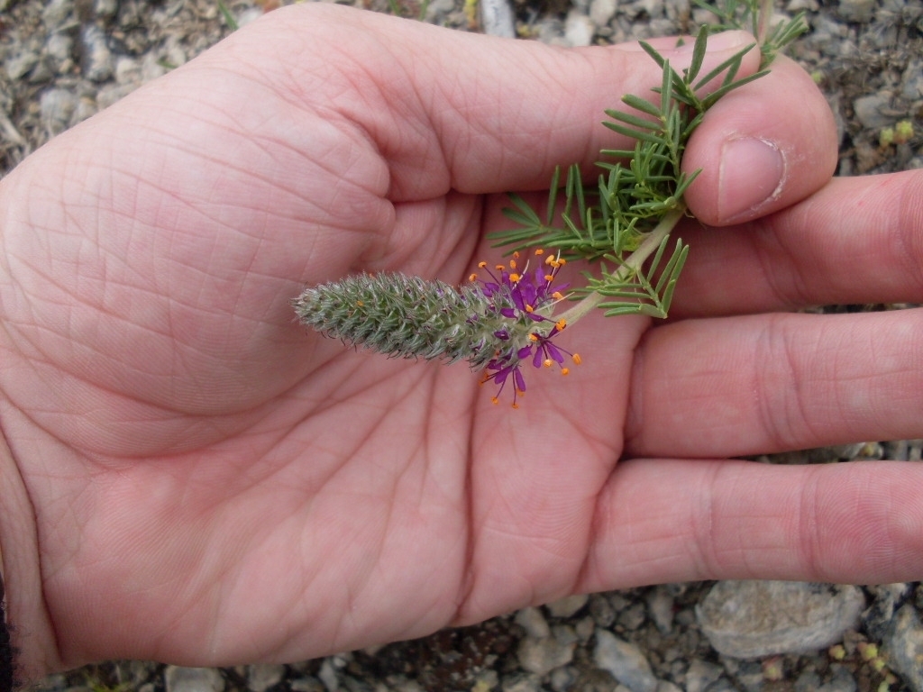 Comanche Peak Prairie Clover from Weatherford, Texas on April 16, 2011 ...