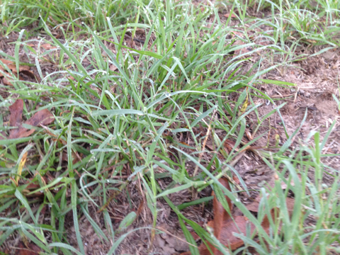 Bermudagrass (MatBio: GRASSES, SEDGES & RUSHES - Matanzas Biodiversity ...