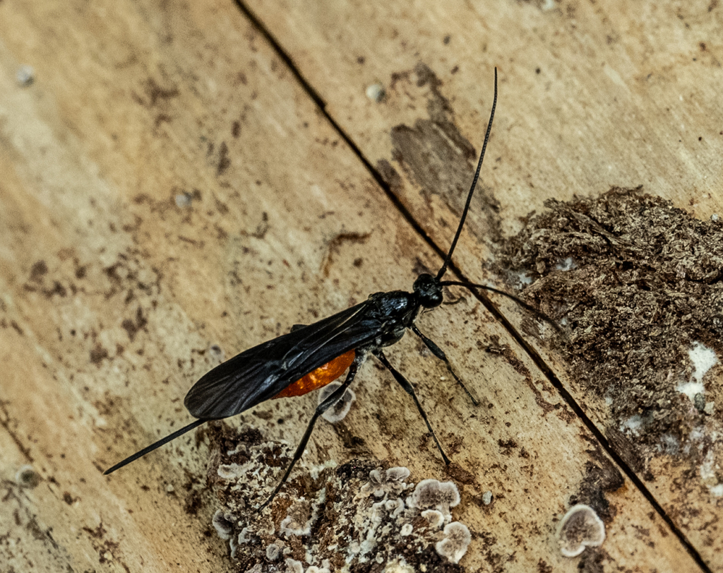 Atanycolus from Tickfaw State Park, LA, USA on May 25, 2025 at 10:08 AM ...