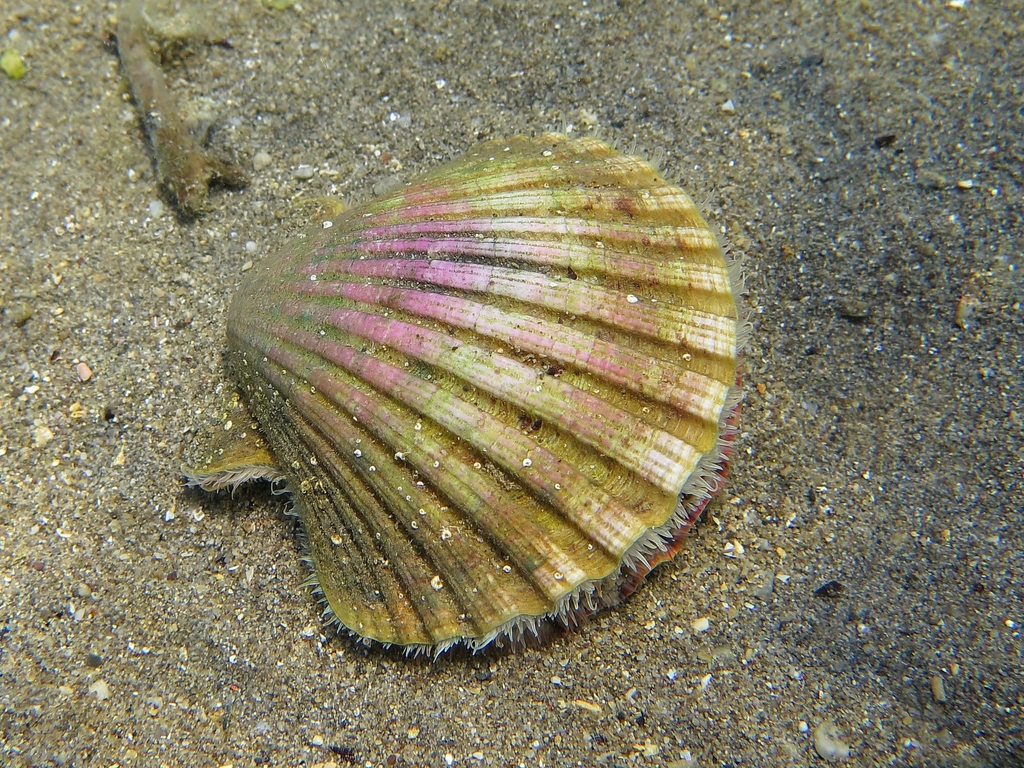 Pecten jacobaeus (ID de lapas y otros moluscos marinos de España ...