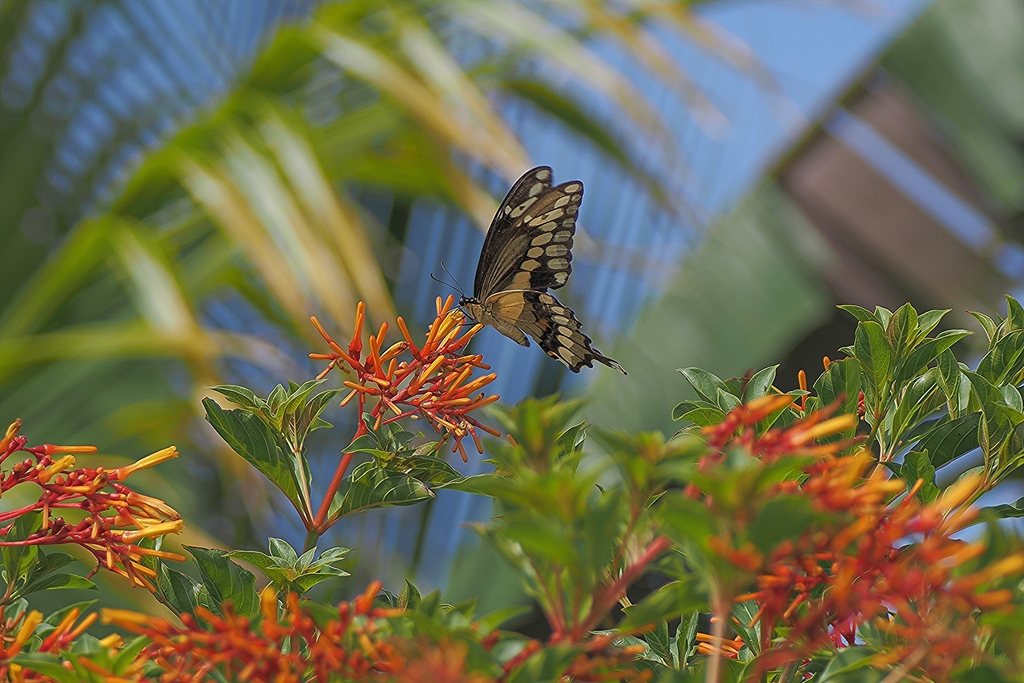 Eastern Giant Swallowtail from (west) Boynton Beach, FL, USA on May 7 ...