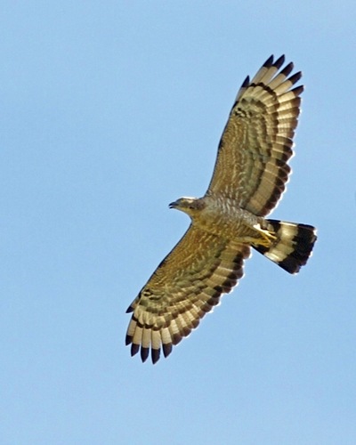 oriental honey buzzard (Flora and Fauna of Bandhavgarh National Park ...