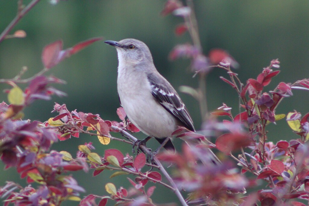 Eastern Mockingbird from Opelika, AL, USA on April 30, 2025 at 01:38 PM ...