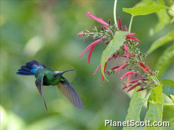 Green-throated Carib from Syndicate Nature Trail on April 7, 2025 by ...