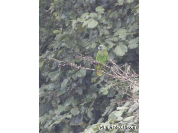 Red-necked Amazon in April 2025 by Scott Bowers. See https://www ...