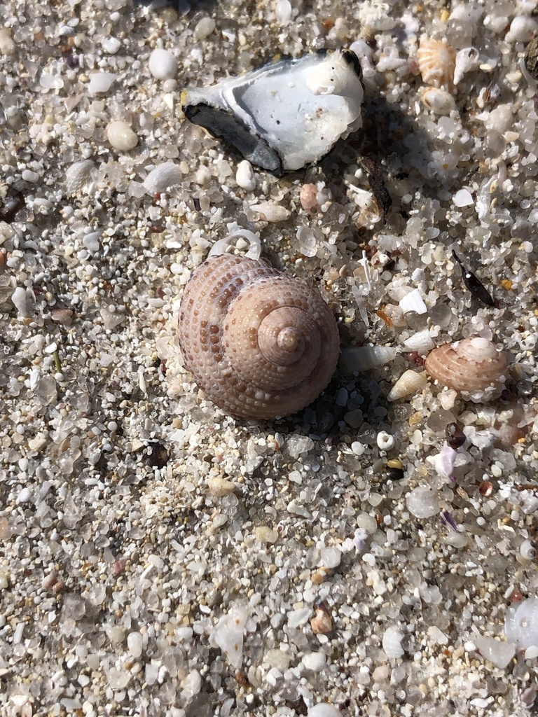 Clanculus consobrinus from Nuyts Archipelago Marine Park, Smoky Bay, SA ...