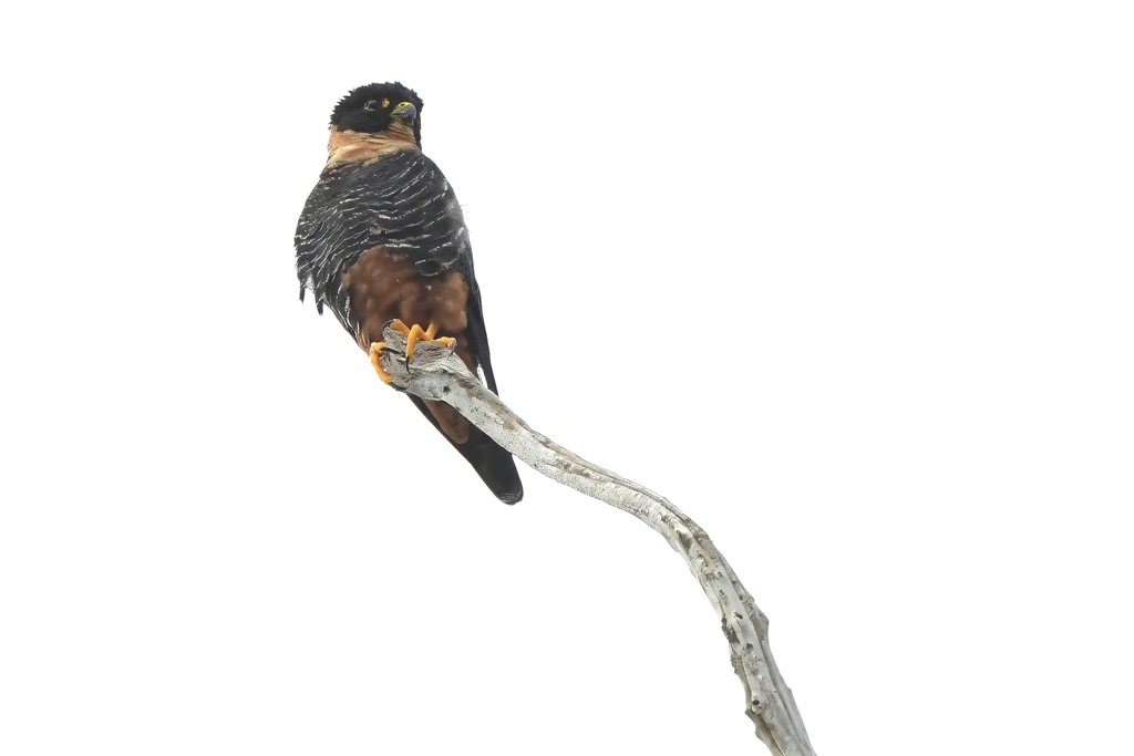 Bat Falcon from Manaus - State of Amazonas, Brazil on April 24, 2025 at ...