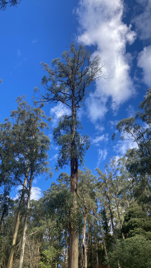 Australian Mountain Ash from Sherbrooke, VIC, AU on May 25, 2025 at 12: ...