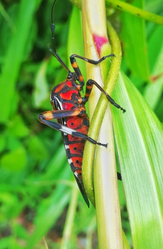 Pachylis luteolus · iNaturalist United Kingdom