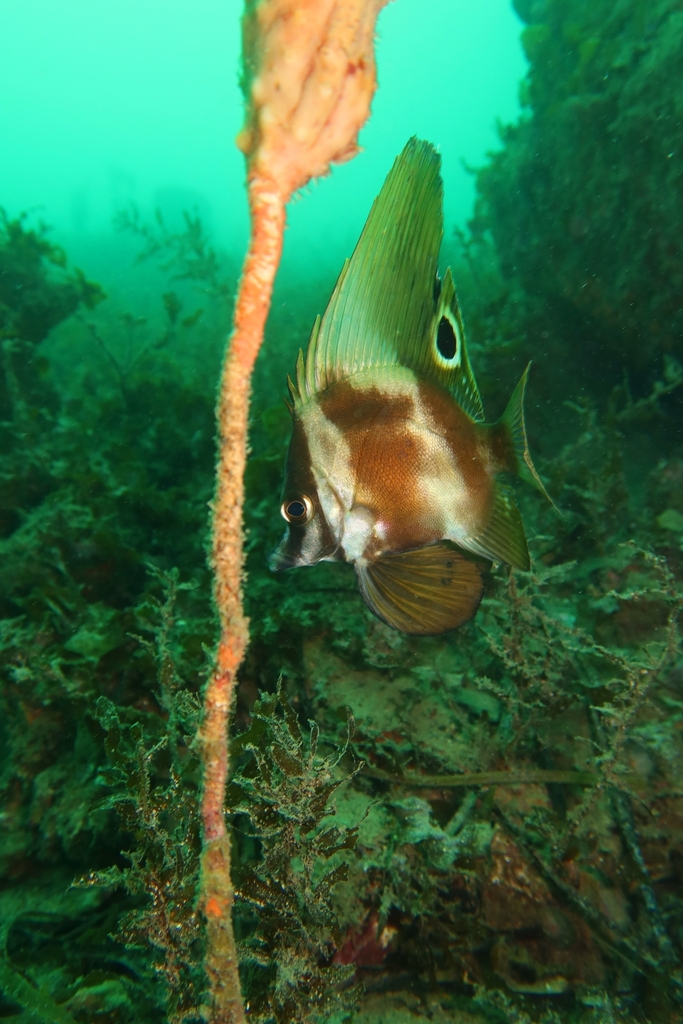 Short Boarfish from Rapid Bay jetty on May 15, 2025 at 01:55 PM by ...