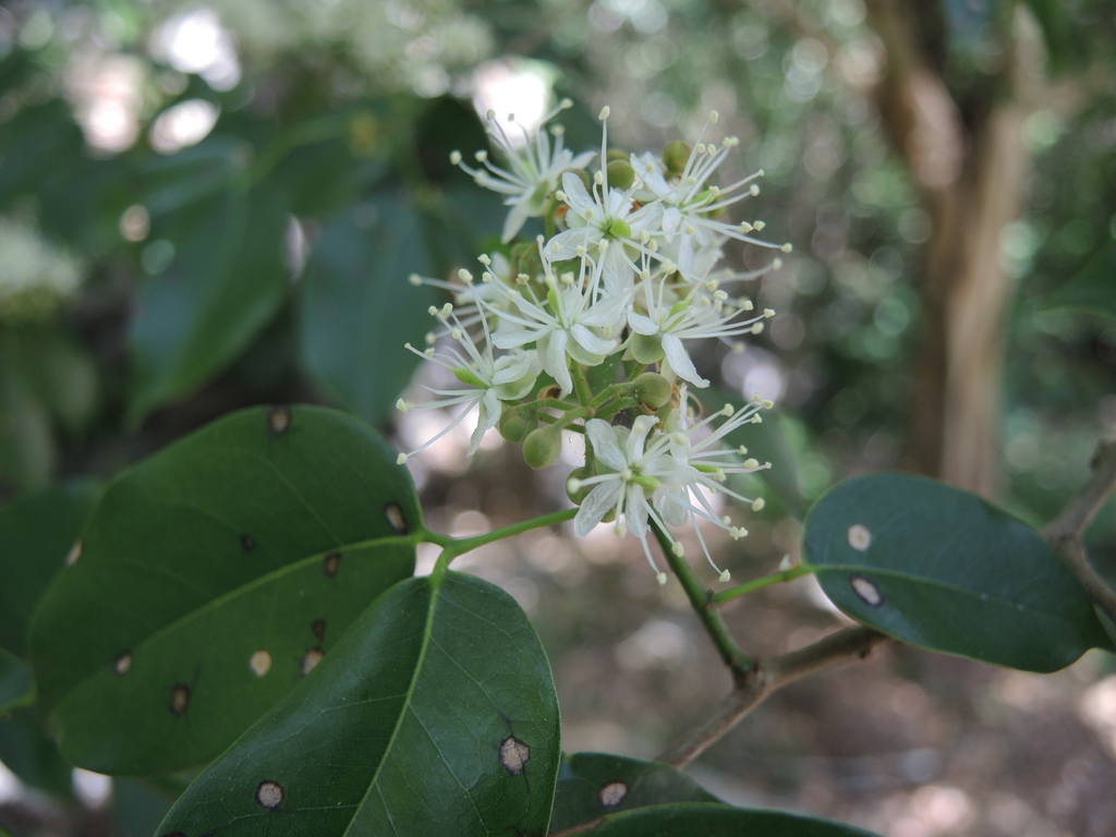 palo morado from Parque el Veladero, Acapulco de Juárez, Gro., México ...