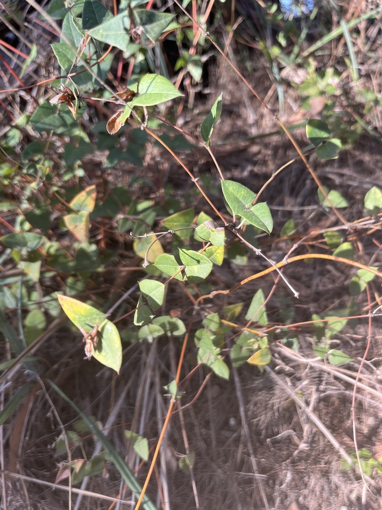 Common Flat-pea from Oakbank Rd, Mornington, VIC, AU on May 26, 2025 at ...