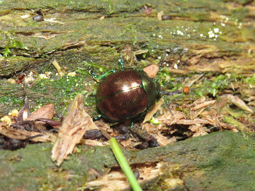 Platyphora pastica · iNaturalist Mexico