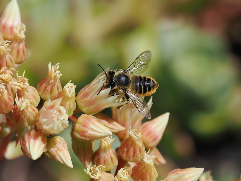 Western Leafcutter Bee from Alameda, CA, USA on May 24, 2025 at 03:12 ...