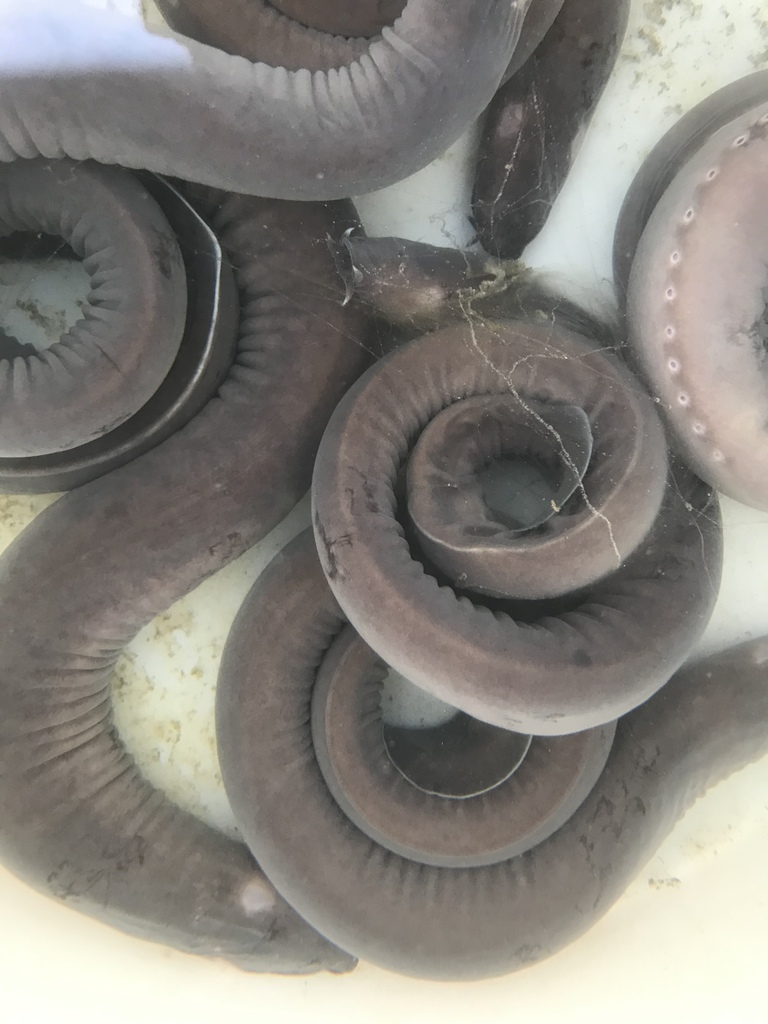 Hagfishes (Myxini) - Marine Life Identification