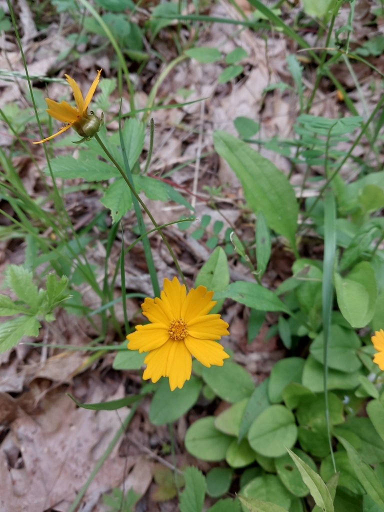 lobed coreopsis from Estill County, US-KY, US on May 25, 2025 at 06:02 ...