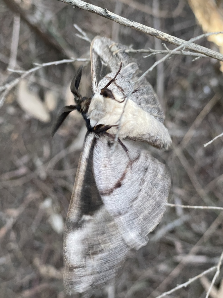 Batwing Moth from Philip Moors Dr, Cranbourne, VIC, AU on May 26, 2025 ...