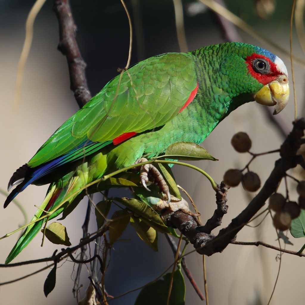 White-fronted Amazon in February 2024 by Jozef K. Richards · iNaturalist