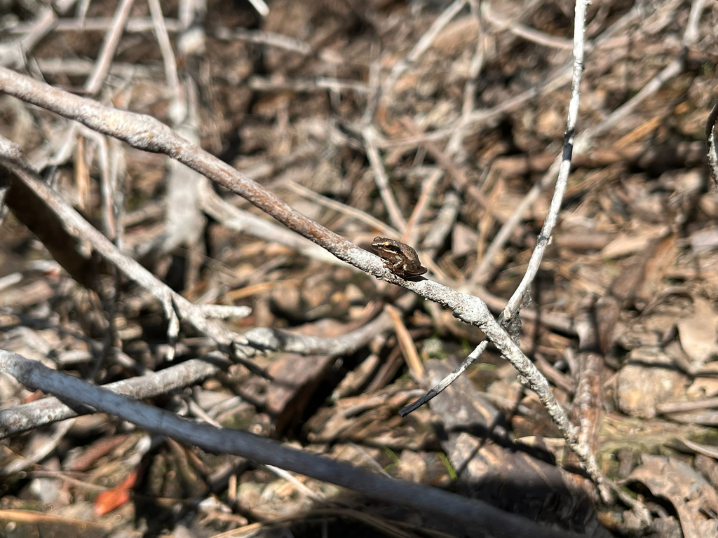 Little Grass Frog in May 2025 by Matthew. Lifer · iNaturalist