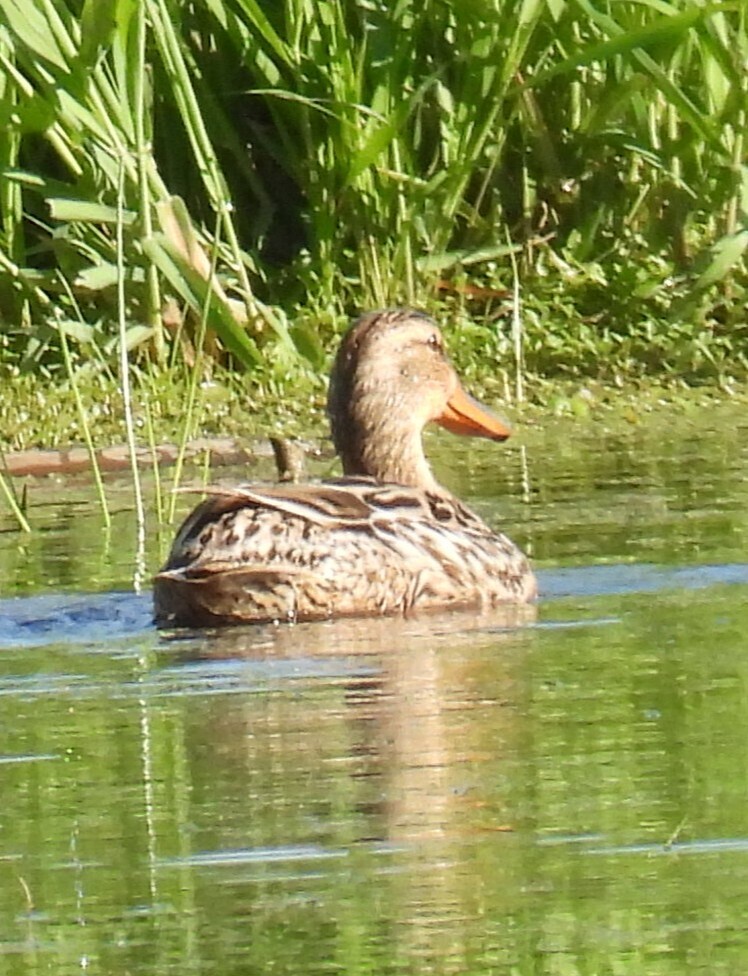Mallard from Spears Rd. Marsh, Livingston County, MI, USA on May 16 ...