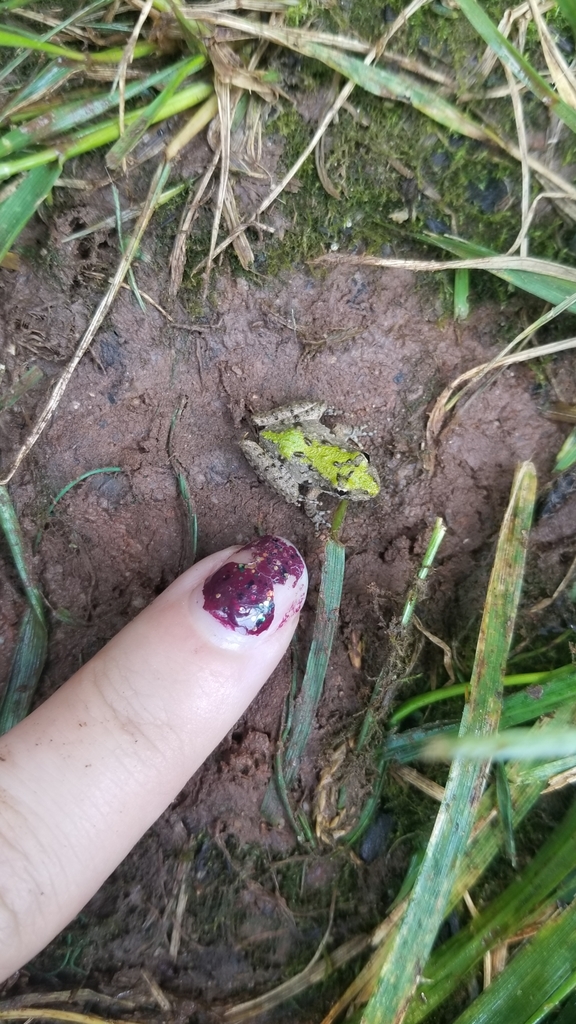 Northern Cricket Frog from Cary, NC 27513, USA on September 11, 2019 at ...