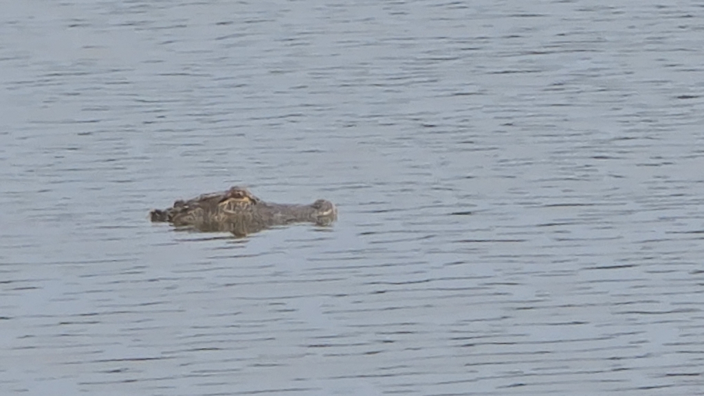 American Alligator from Sallie Mood & Public Works SB, Savannah, GA ...