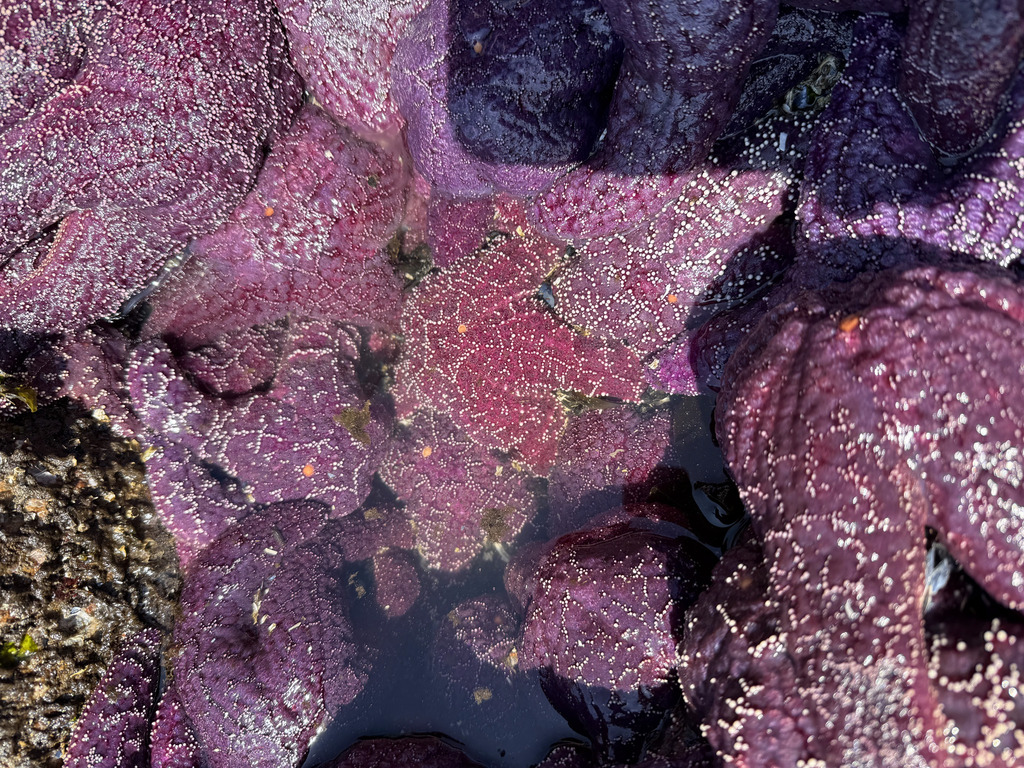 Ochre Sea Star from Greater Vancouver, British Columbia, Canada on ...