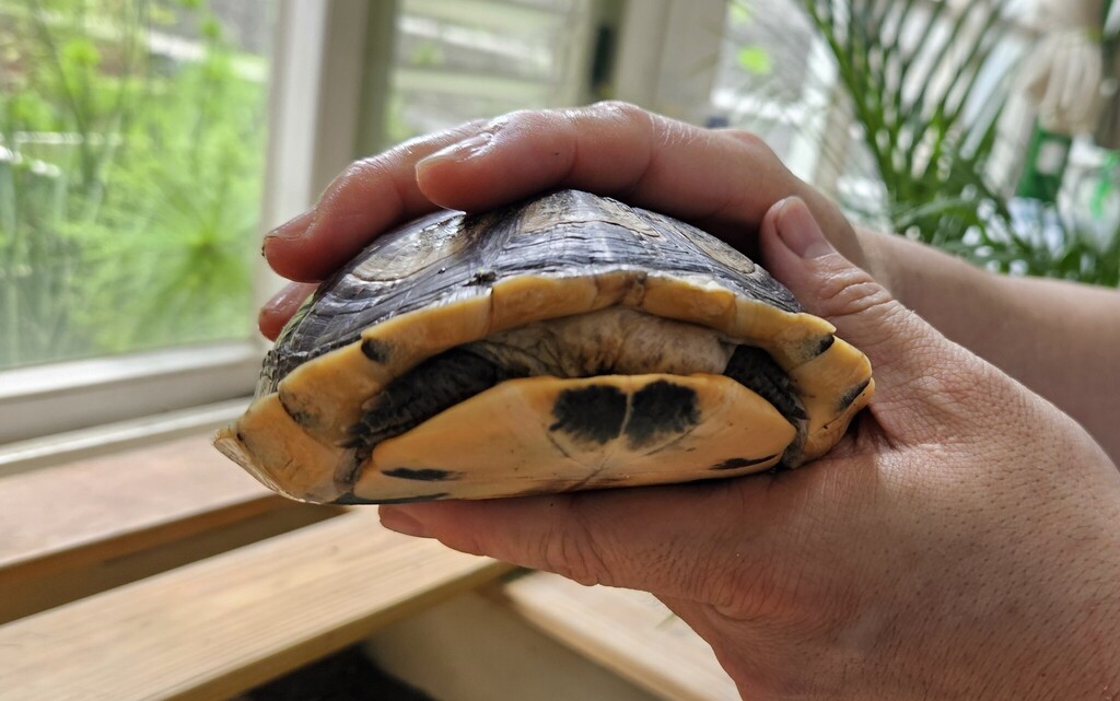 Amboina Box Turtle in May 2025 by 胡正恆(Jackson Hu) · iNaturalist