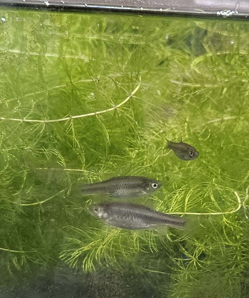 Aphyocypris kikuchii in May 2025 by 胡正恆(Jackson Hu) · iNaturalist