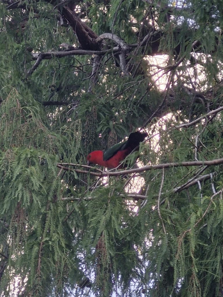 Australian King Parrot from Melbourne Arts Precinct, VIC, Australia on ...
