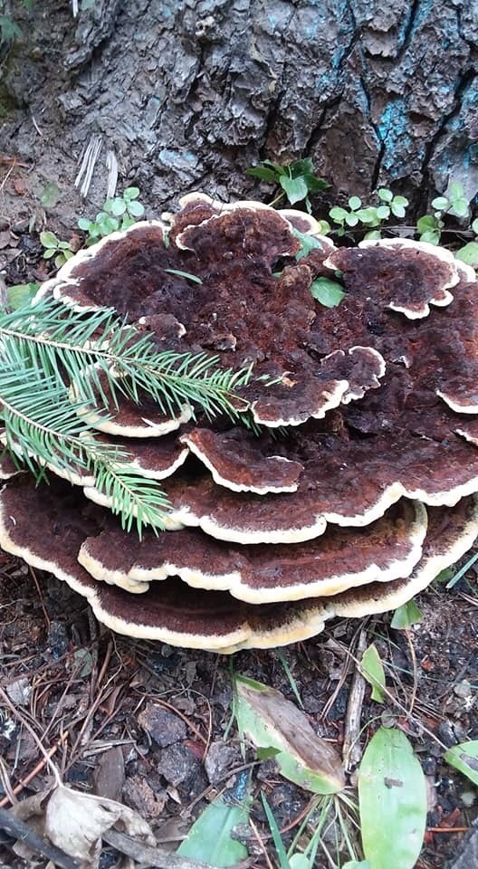 Dyer's Polypore from Fernwood, ID, US on September 11, 2019 at 03:41 PM ...