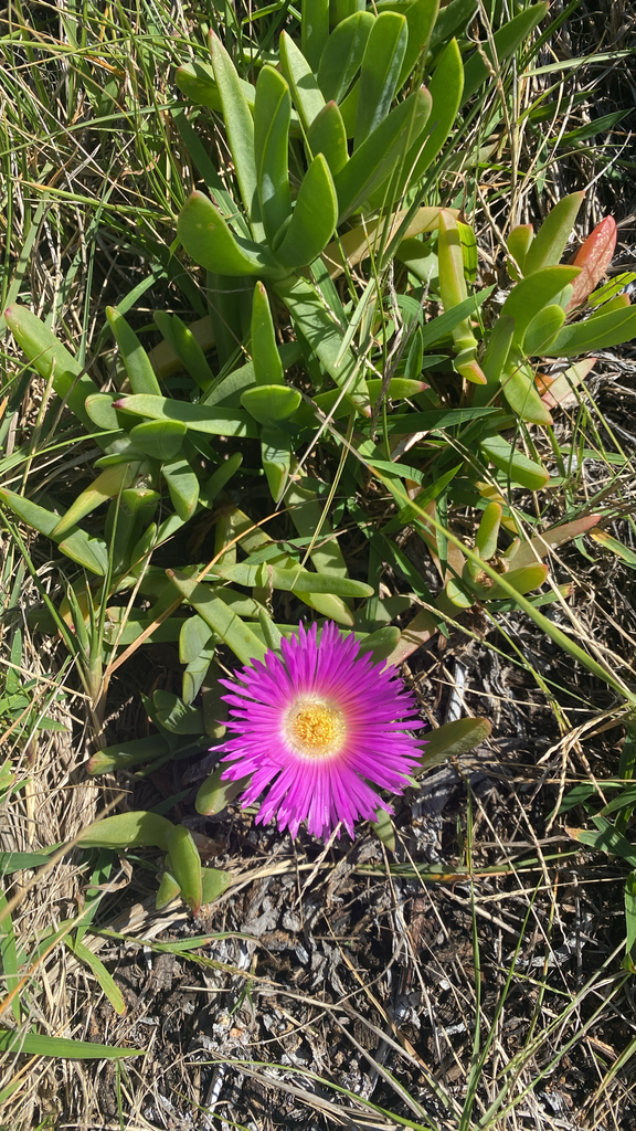Angular Sea-fig from Moreton Island, QLD, AU on May 25, 2025 at 11:16 ...
