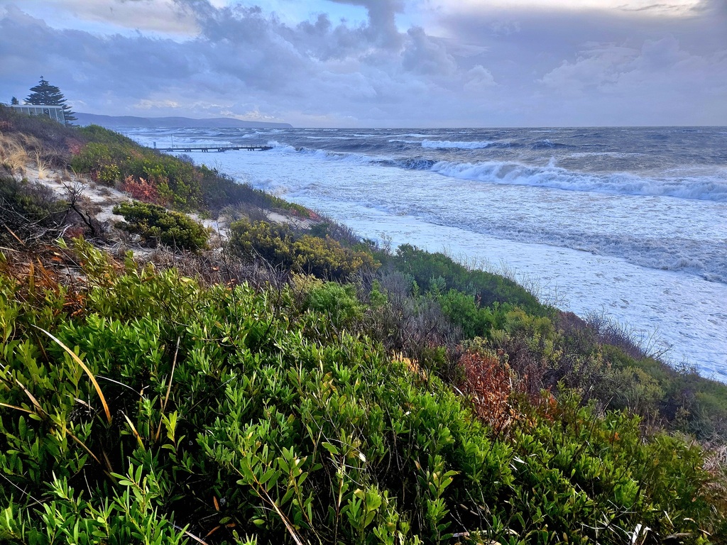 coastal wattle from Normanville Beach SA Australia on May 26, 2025 at ...