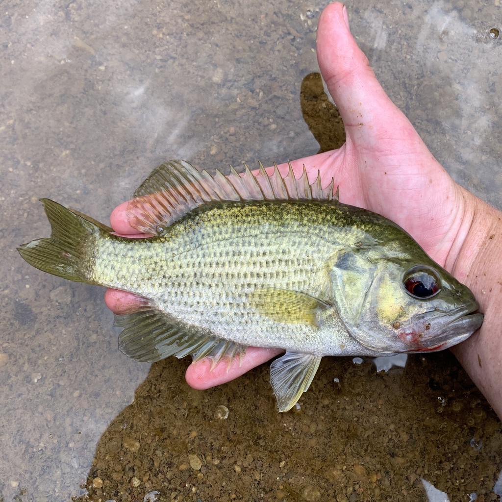Roanoke Bass Jason White & Charles Weathersbee Win East Roanoke River,