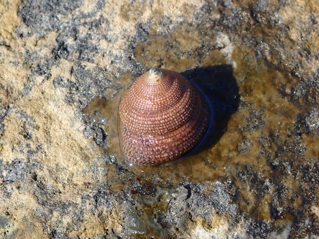 Clanculus maugeri from Woody Head NSW 2466, Australia on May 26, 2025 ...