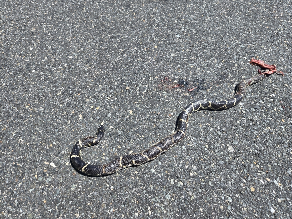 Eastern Kingsnake from Sunnyside Rd & Seaside Rd, Virginia 23310, USA ...