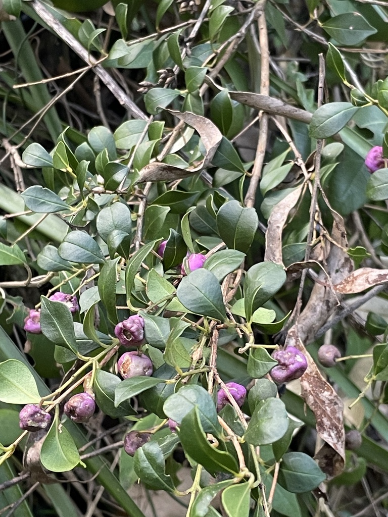 Lilly Pilly from Main Range National Park, The Falls, QLD, AU on May 26 ...