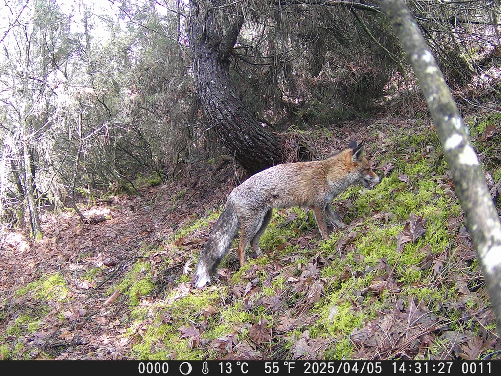 Red Fox from Nogueira da Montanha, 5400, Portugal on April 5, 2025 at ...