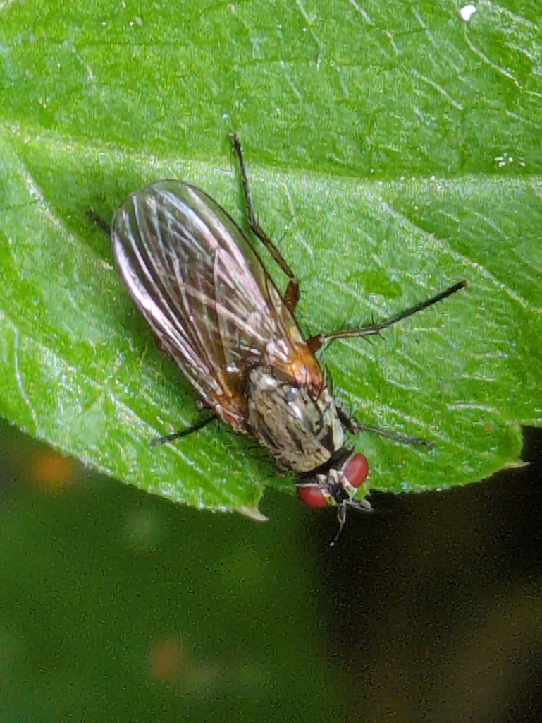 Hydrophoria lancifer from Upper Poppleton, York YO26, UK on May 26 ...