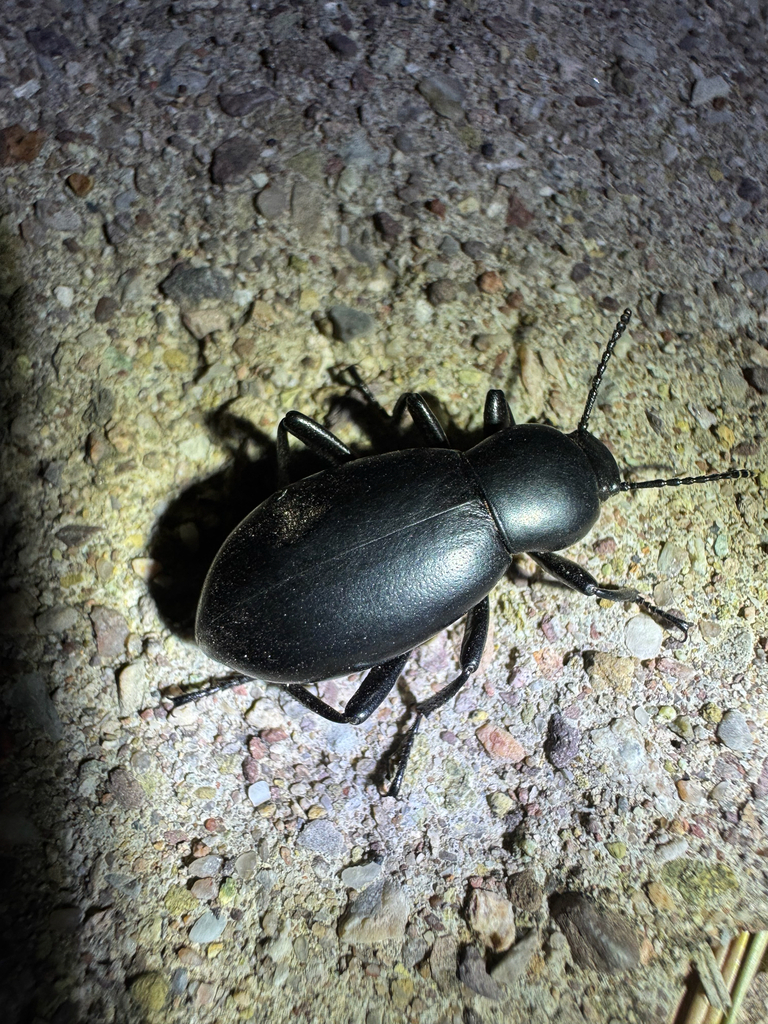 Eleodes hepburni from S Downing Pass, San Simon, AZ, US on May 25, 2025 ...
