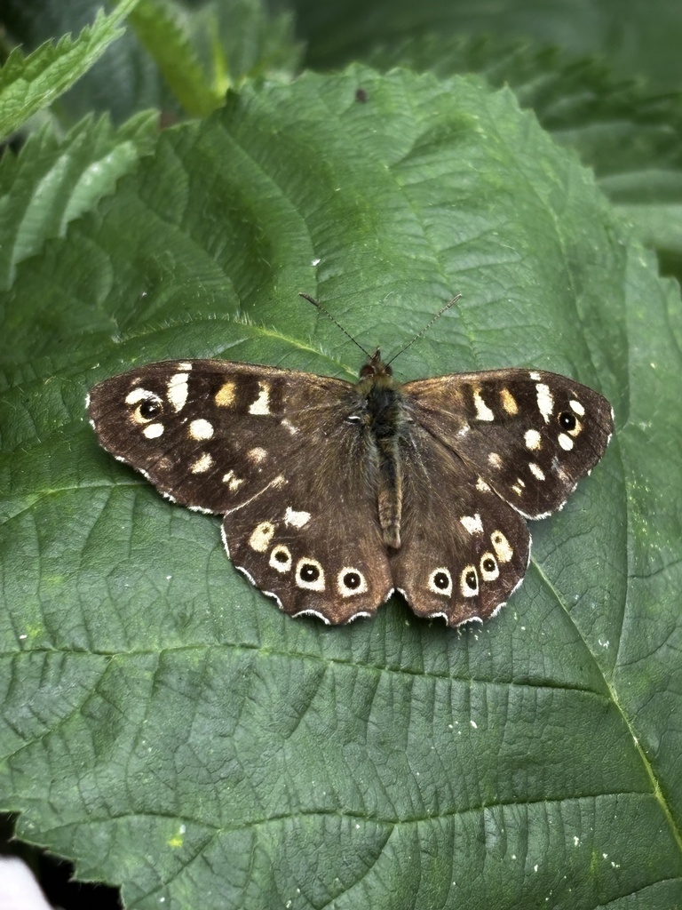 Speckled Wood from Rimrose Valley Country Park, Liverpool, England, GB ...