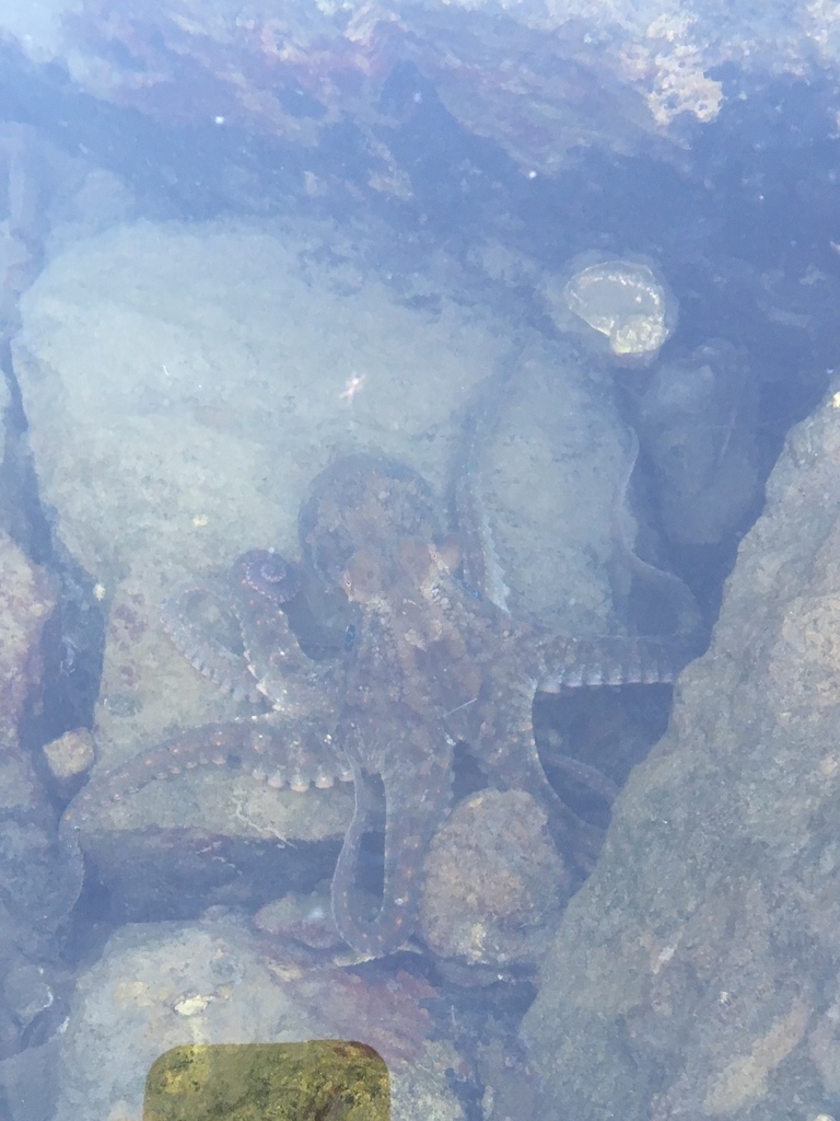 Lesser Two-spot Octopus from Channel Islands Harbor, Oxnard, CA, US on ...