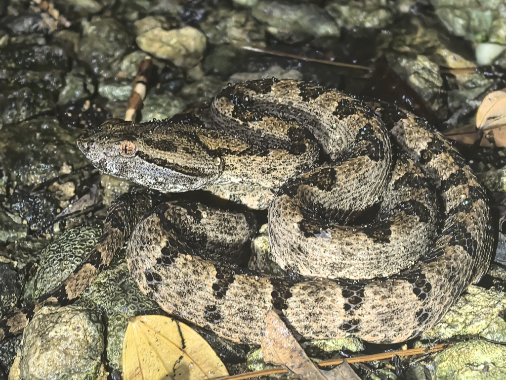 Elegant pitviper in May 2025 by aazicat · iNaturalist