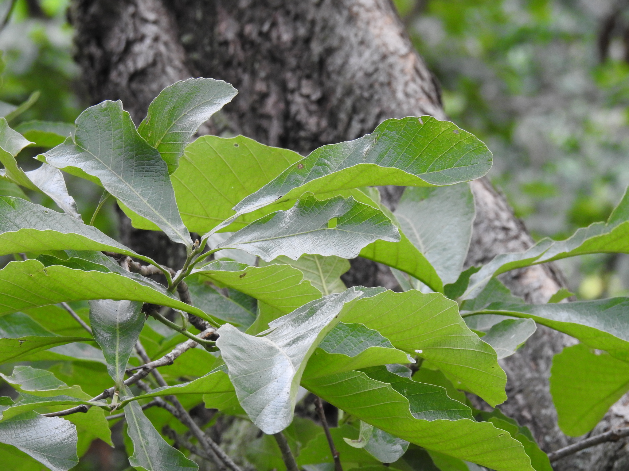 Quercus magnoliifolia Née