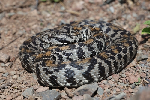 Wagner's Viper (Montivipera wagneri) - Snakes and Lizards