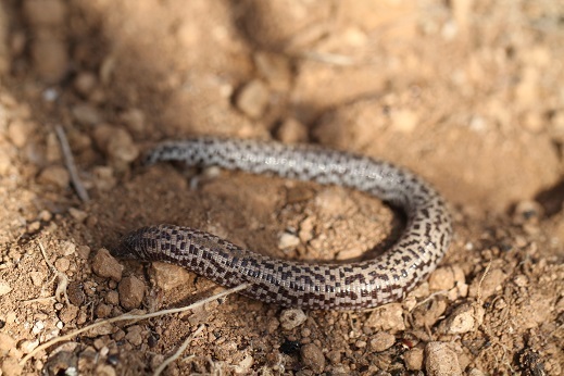 Checkerboard Worm Lizard in April 2015 by Alex Ville · iNaturalist